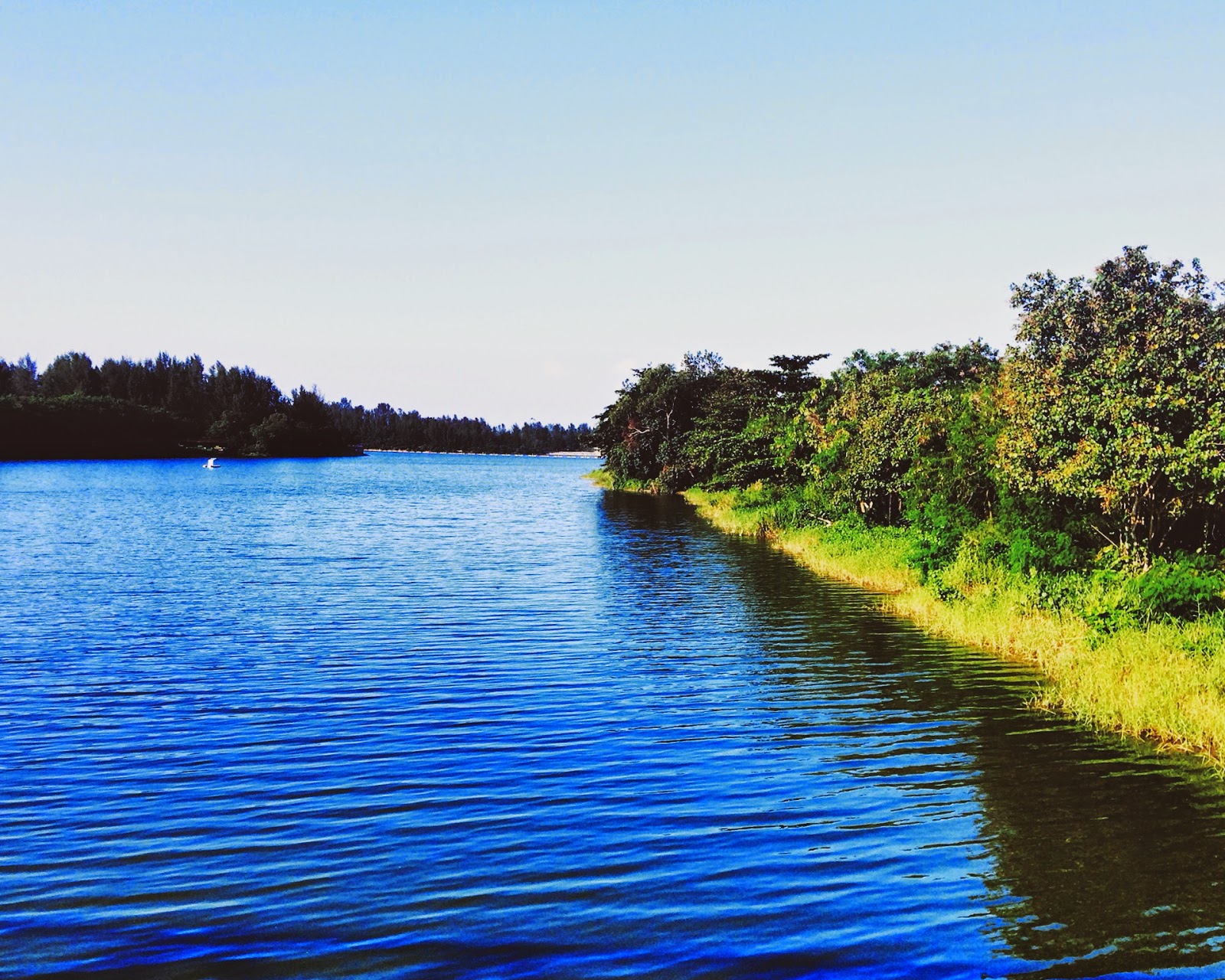 : #39 Lalang Field
