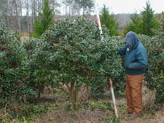 Ben's Creek Landscaping: News from the Nursery