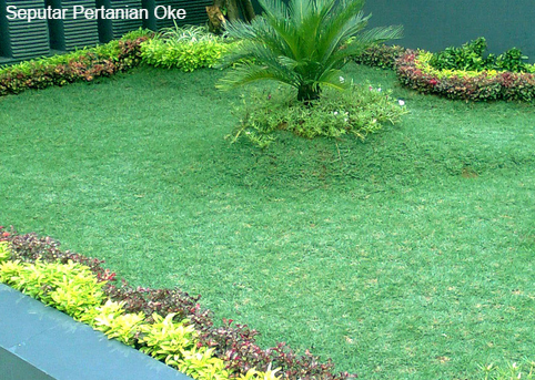 48 Jenis Rumput yang Cocok Ditanam di Halaman Rumah Anda ala My ...