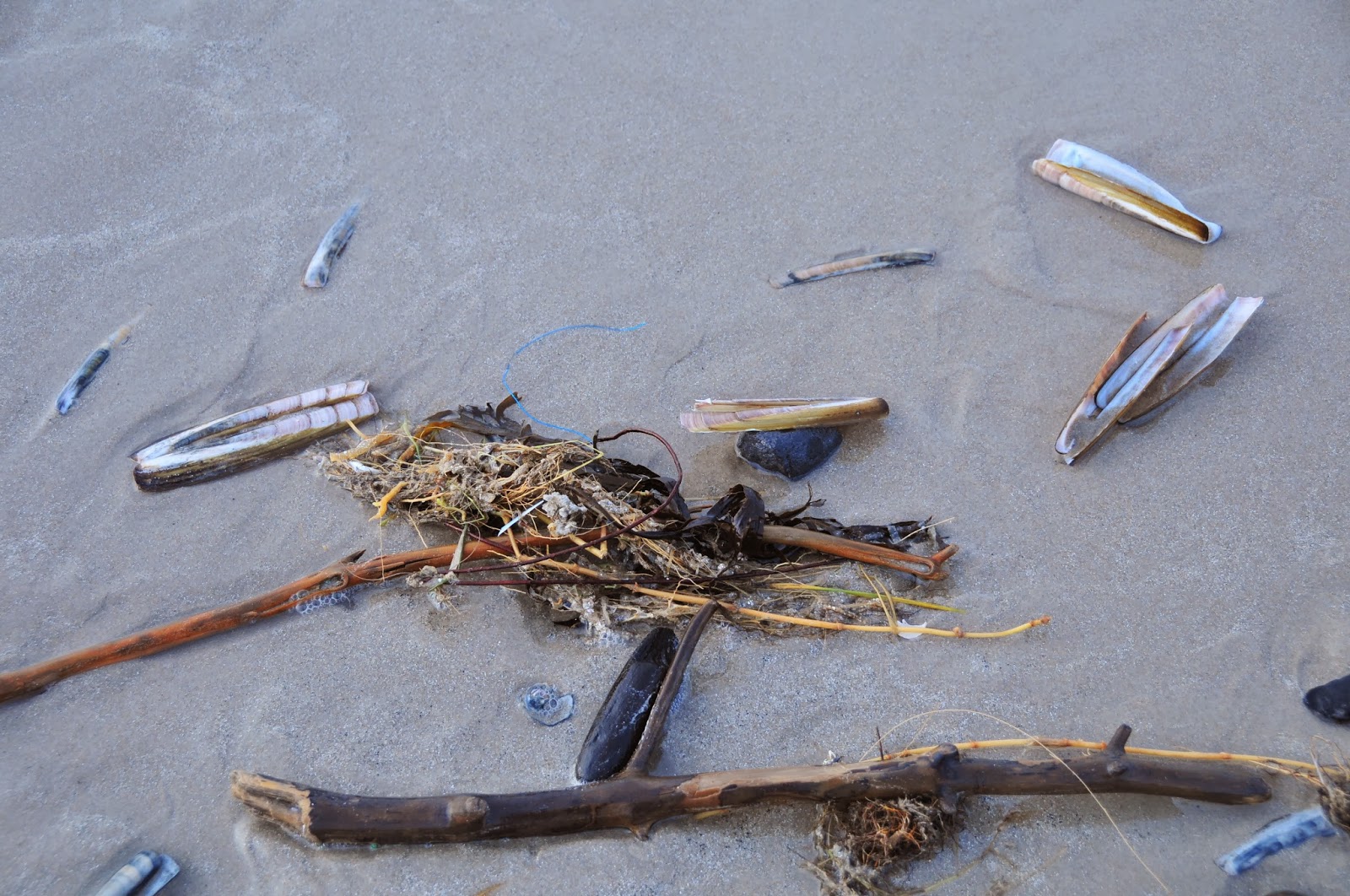 moments of perfect clarity: detritus on the beach as a metaphor for life