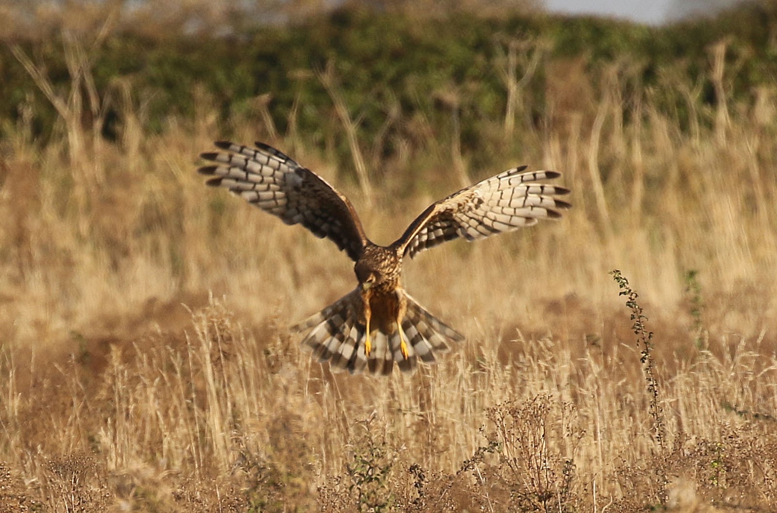 Birding with Flowers: Wintering Hen Harriers