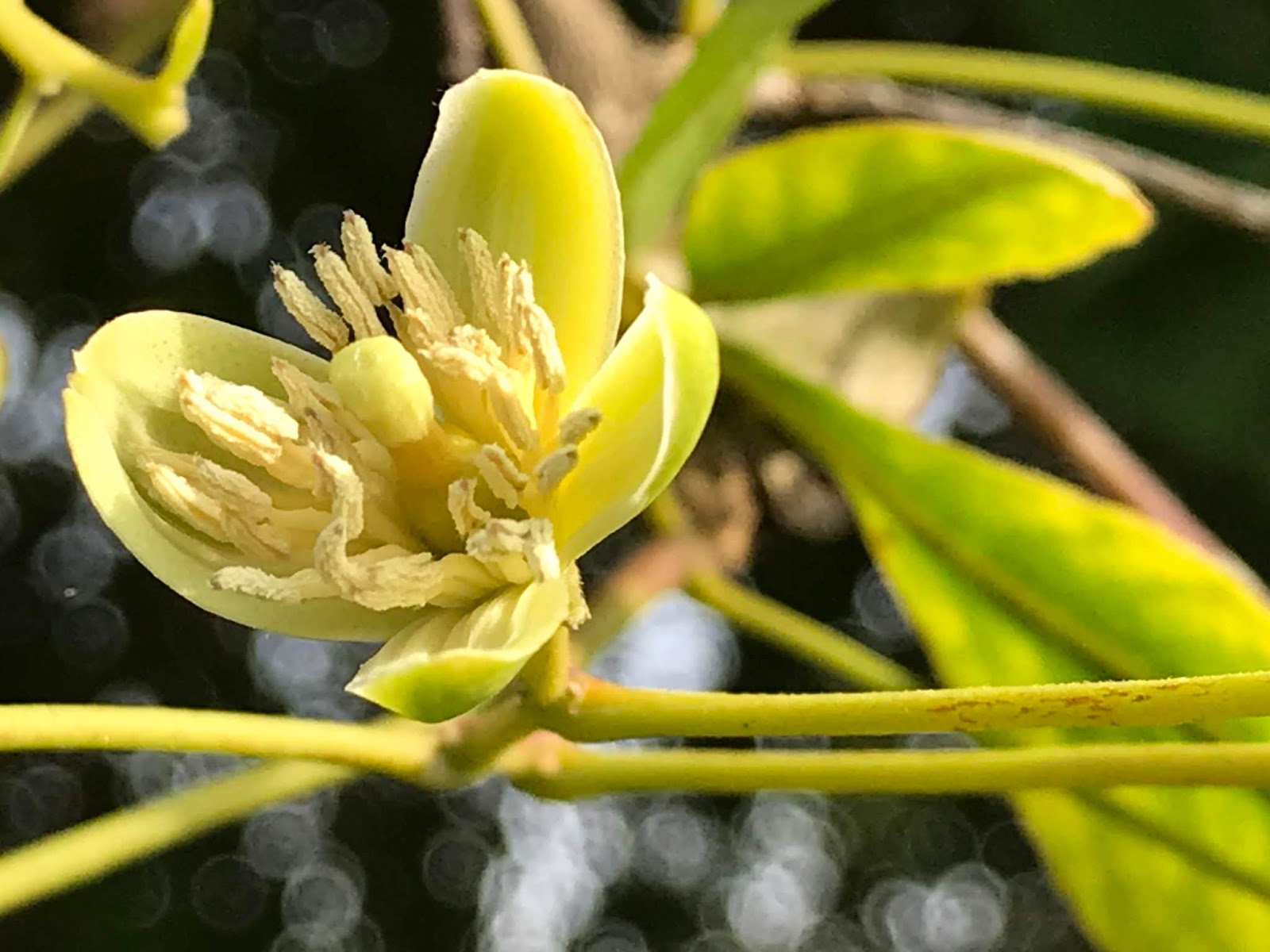 新/马草药自然医学: 孟加拉木蘋果( 木橘)～叶的功效和作用。Aegle marmelos traditional benefits ...