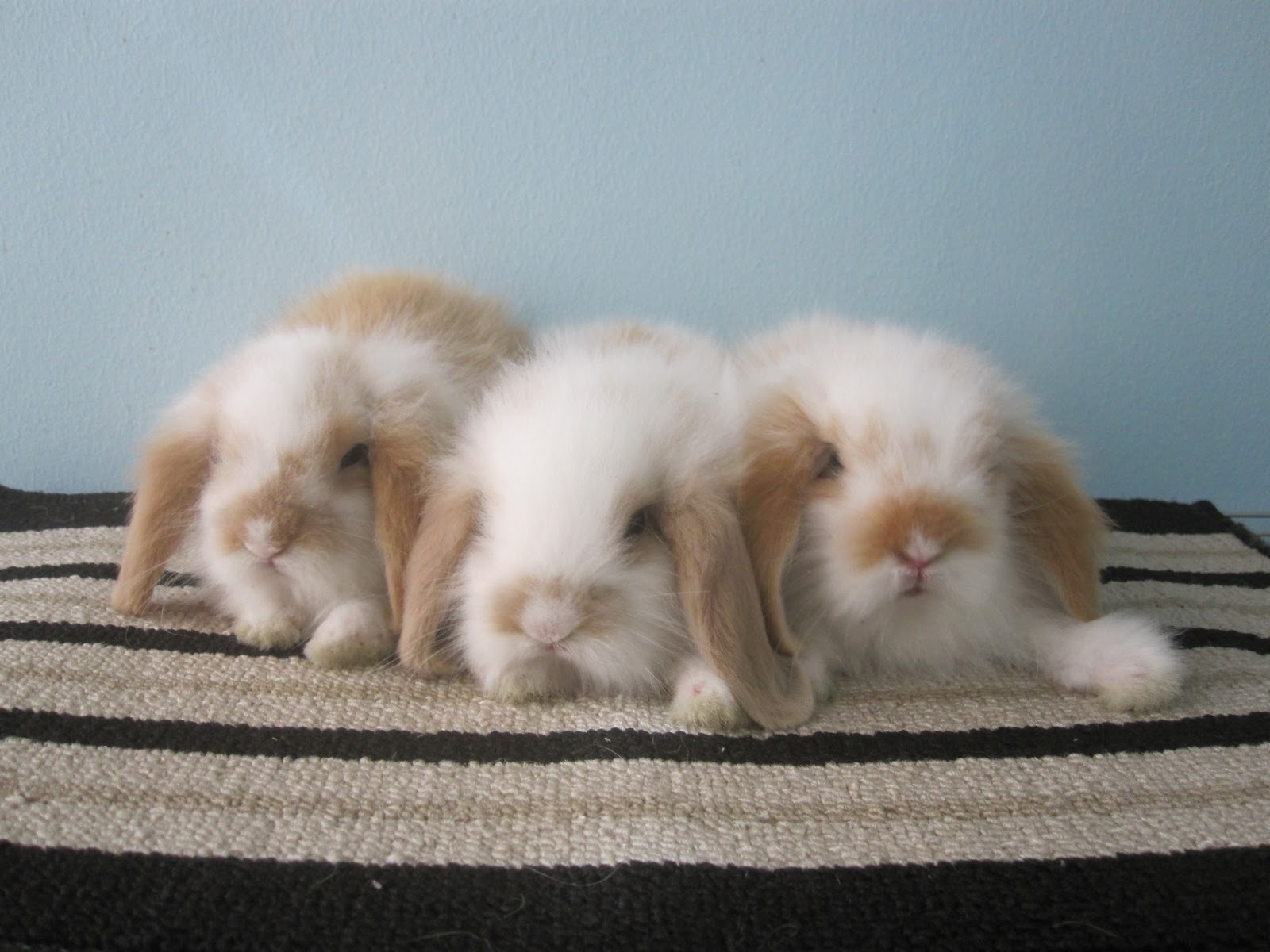 Cute Baby Lop Bunnies