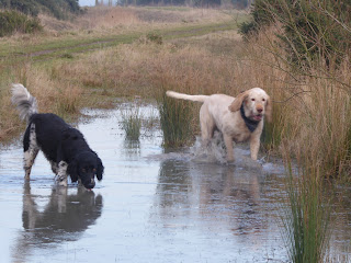 Dog Blog: Ozzy and all the black dogs, chasing crows and splashing about