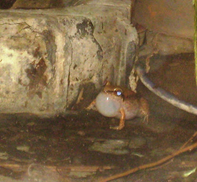 Hiking Curaçao - Flora and Fauna: Fluitkikker - Whistling Frog