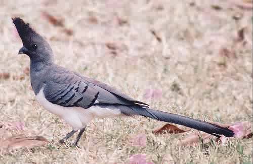 SUCCESS AT CAMBRIDGE ENGLISH PROFICIENCY: Unit 1 – People & places