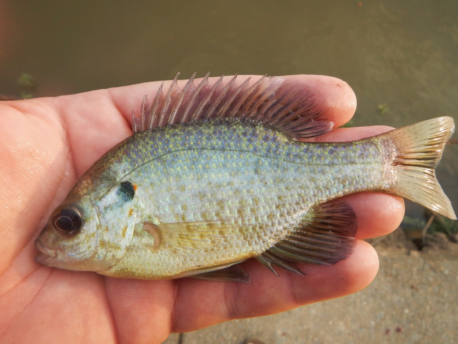 Bryanlikestofish: Fish List - The First 100