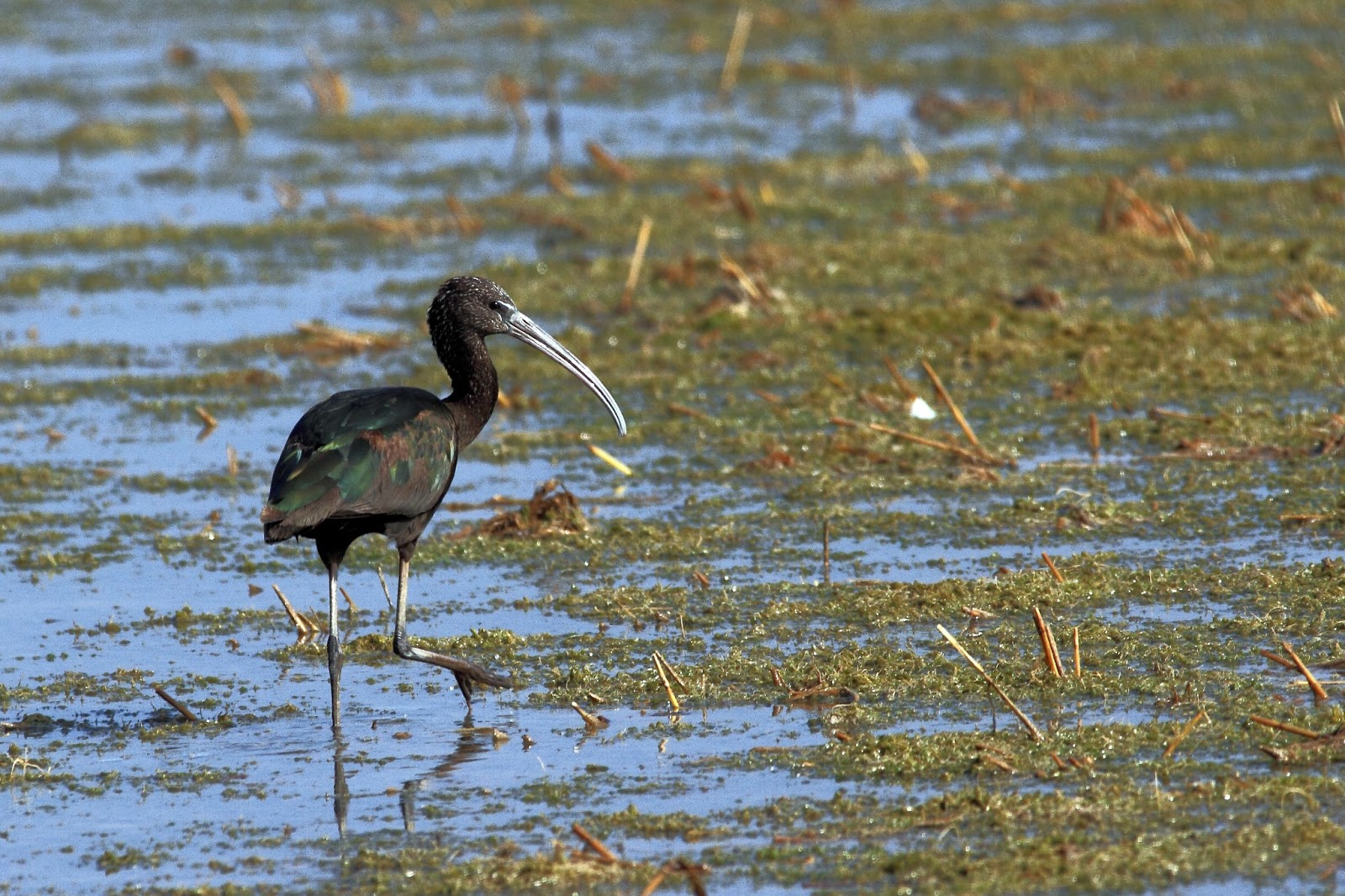 Fotografía y Naturaleza en Doñana: Morito común (Plegadis falcinellus)