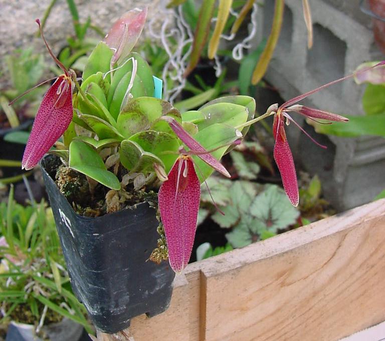 Restrepia guttulata care and culture | Travaldo's blog