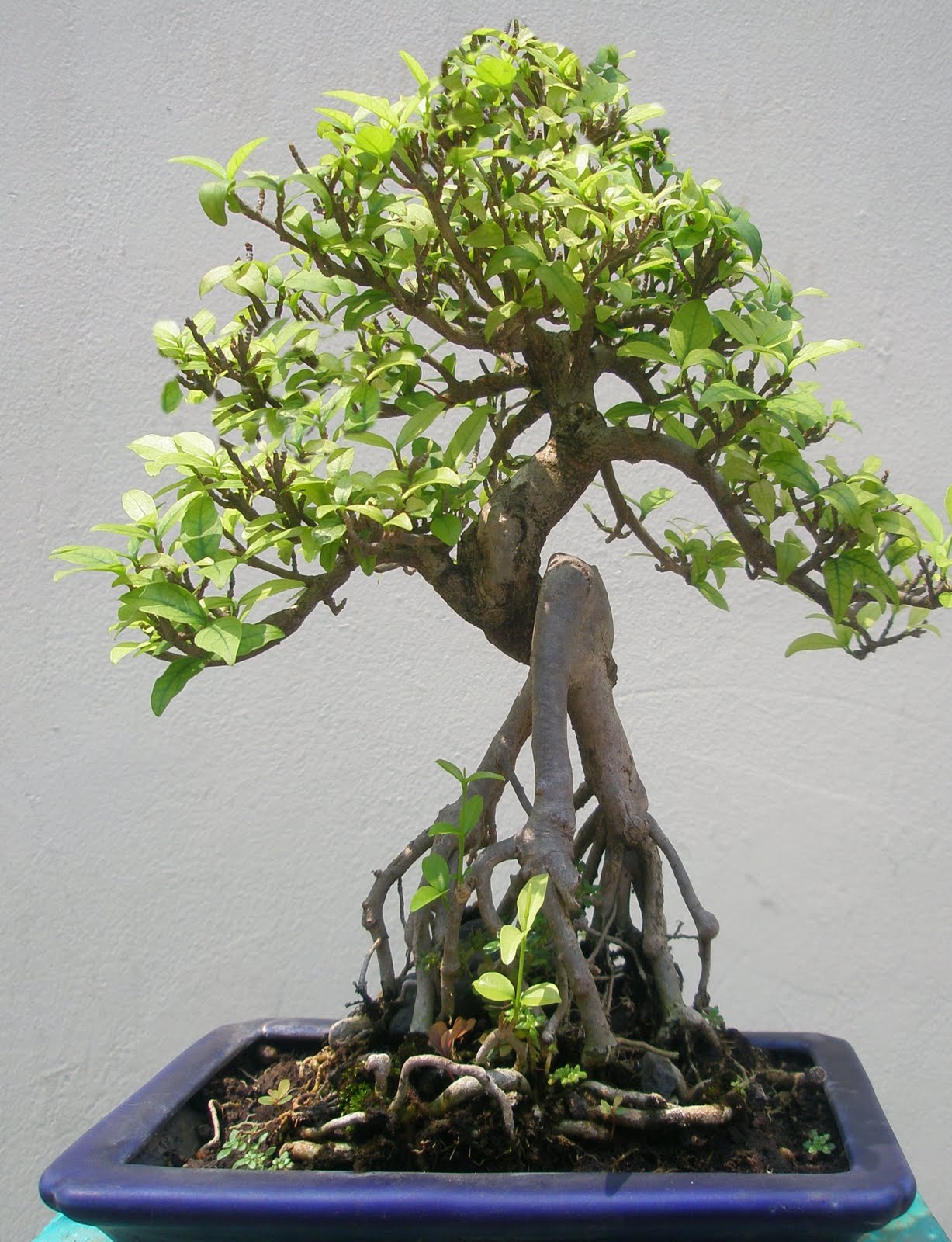 art-hr.bonsai: Anting Putri ( Wrightia Religiosa )