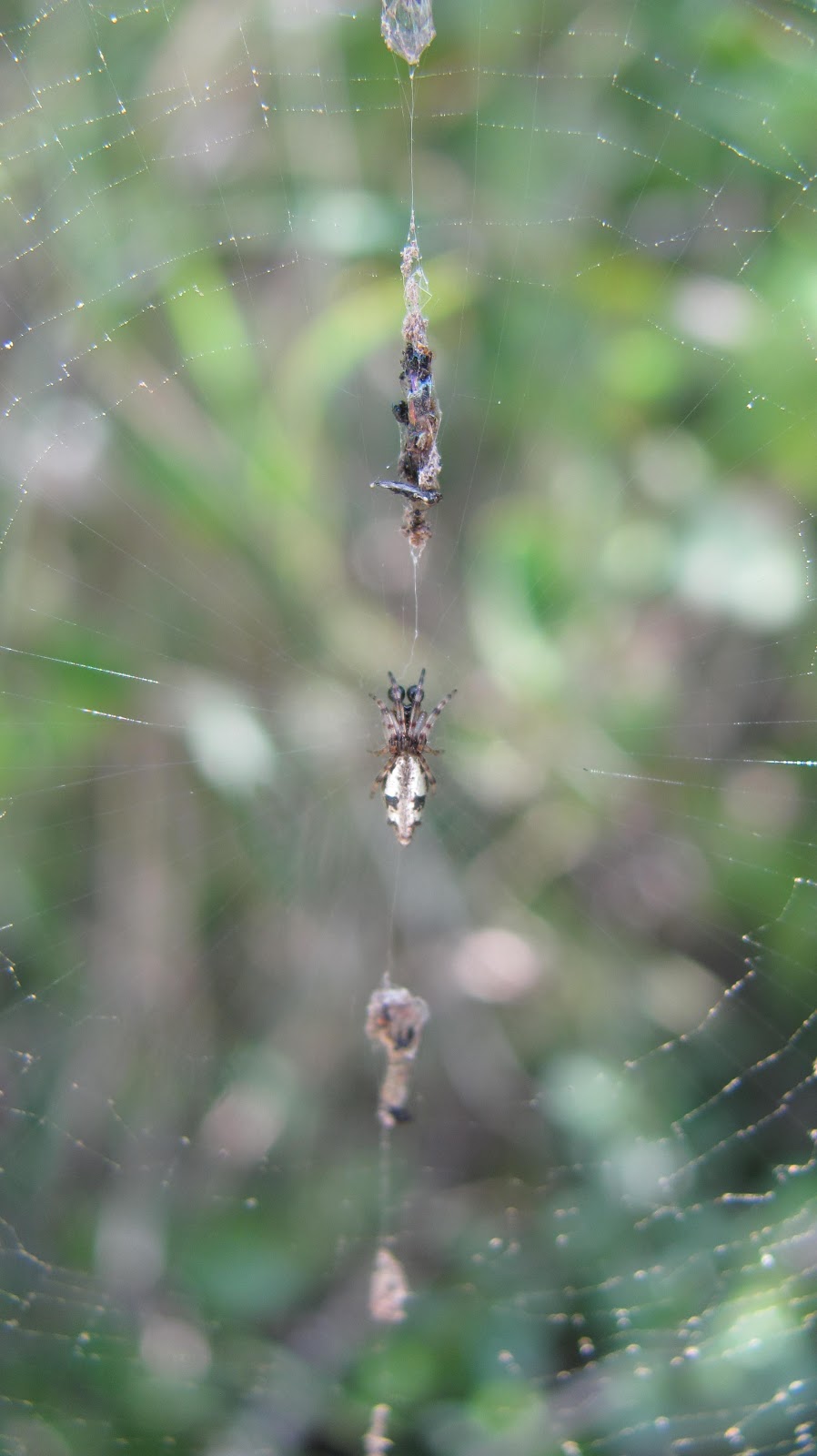 Kenyan Spiders: ORB WEB SPIDERS (Family Araneidae)