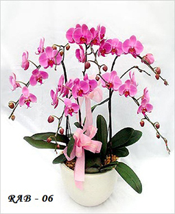 Bunga Meja Anggrek Bulan - Toko Bunga | Florist Jakarta | Toko Bunga ...