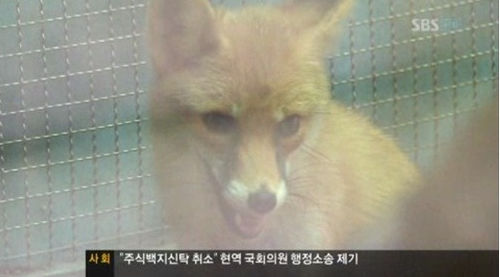 [Instiz] How the nearly extinct Korean red fox was restored