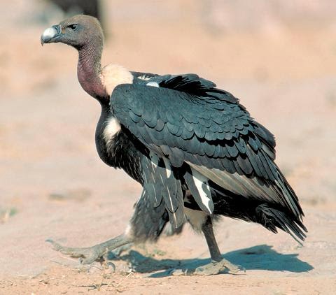 Indian Vultures: A Species on the verge of extinction ~ Indi-Mirror
