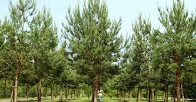 Mari Belajar Bersama: ARTIKEL TENTANG POHON PINUS