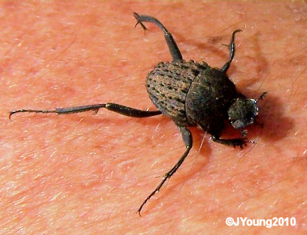 South African Photographs: Spider Dung Beetle (Sisyphus bornemisszanus)