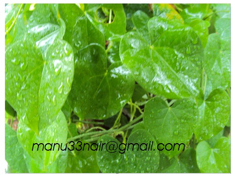 papanasini: CHITTAMRITHU ( Tinospora Cordifolia ) (ചിറ്റഅമൃത് )