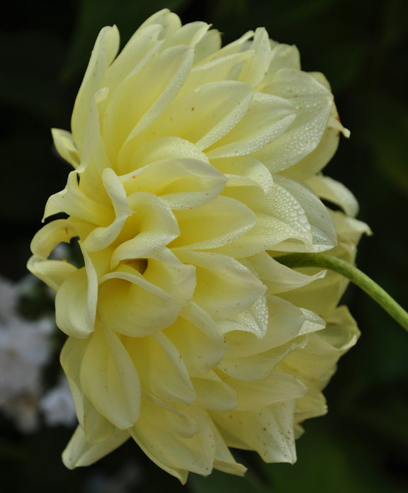 Three Dogs in a Garden: An Artist's Garden