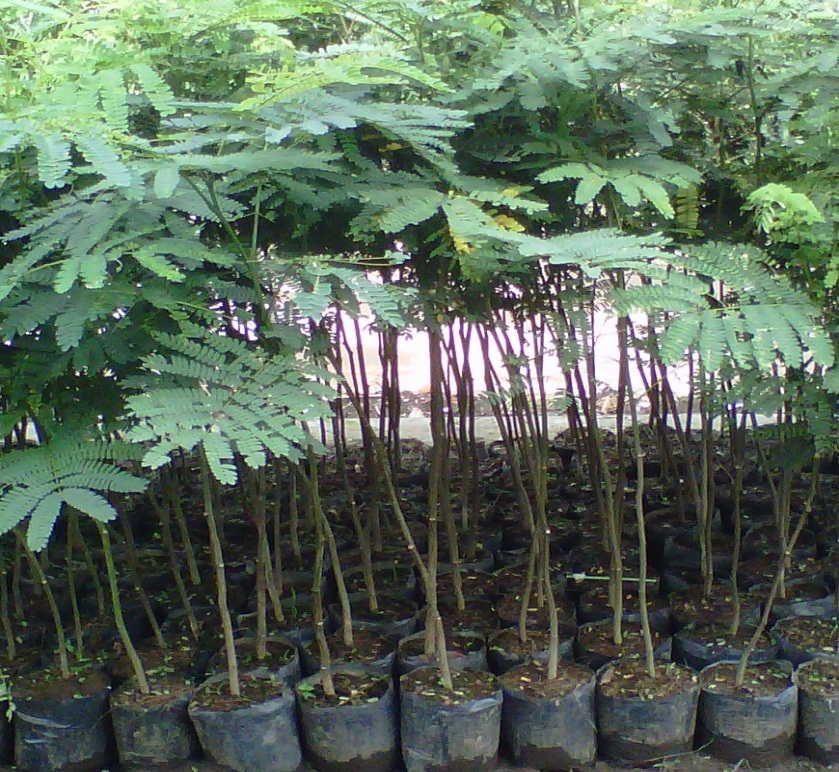 CARA MENANAM / BUDIDAYA SENGON TUMPANGSARI | Pertanian