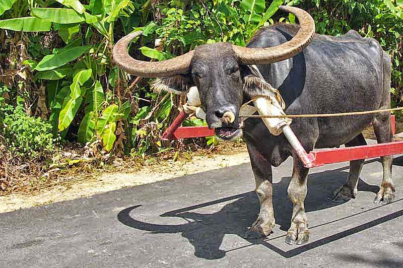 Ryukyu Life: Okinawan Folktale: Wise Old Water Buffalo
