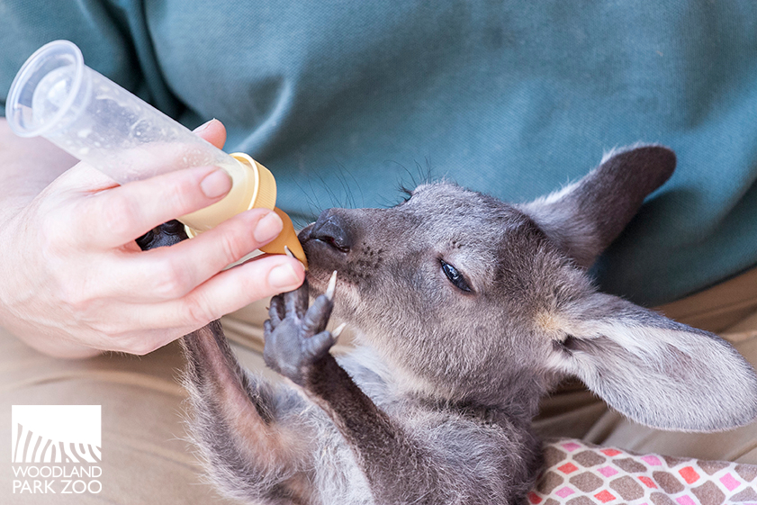 Baby Wallaroo