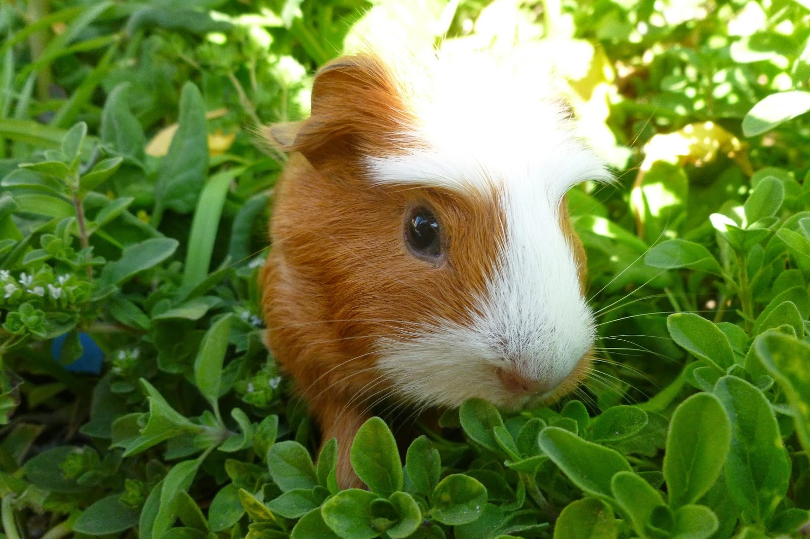 EVALUACIÓN DEL ALIMENTO BALANCEADO A BASE DE TUNA EN LA GANANCIA DE ...