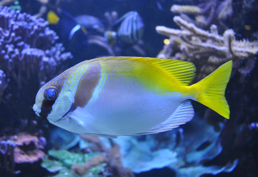 ZOOTOGRAFIANDO (6.100 ANIMALS): PEZ CONEJO BARRADO / BARHEAD SPINEFOOT ...
