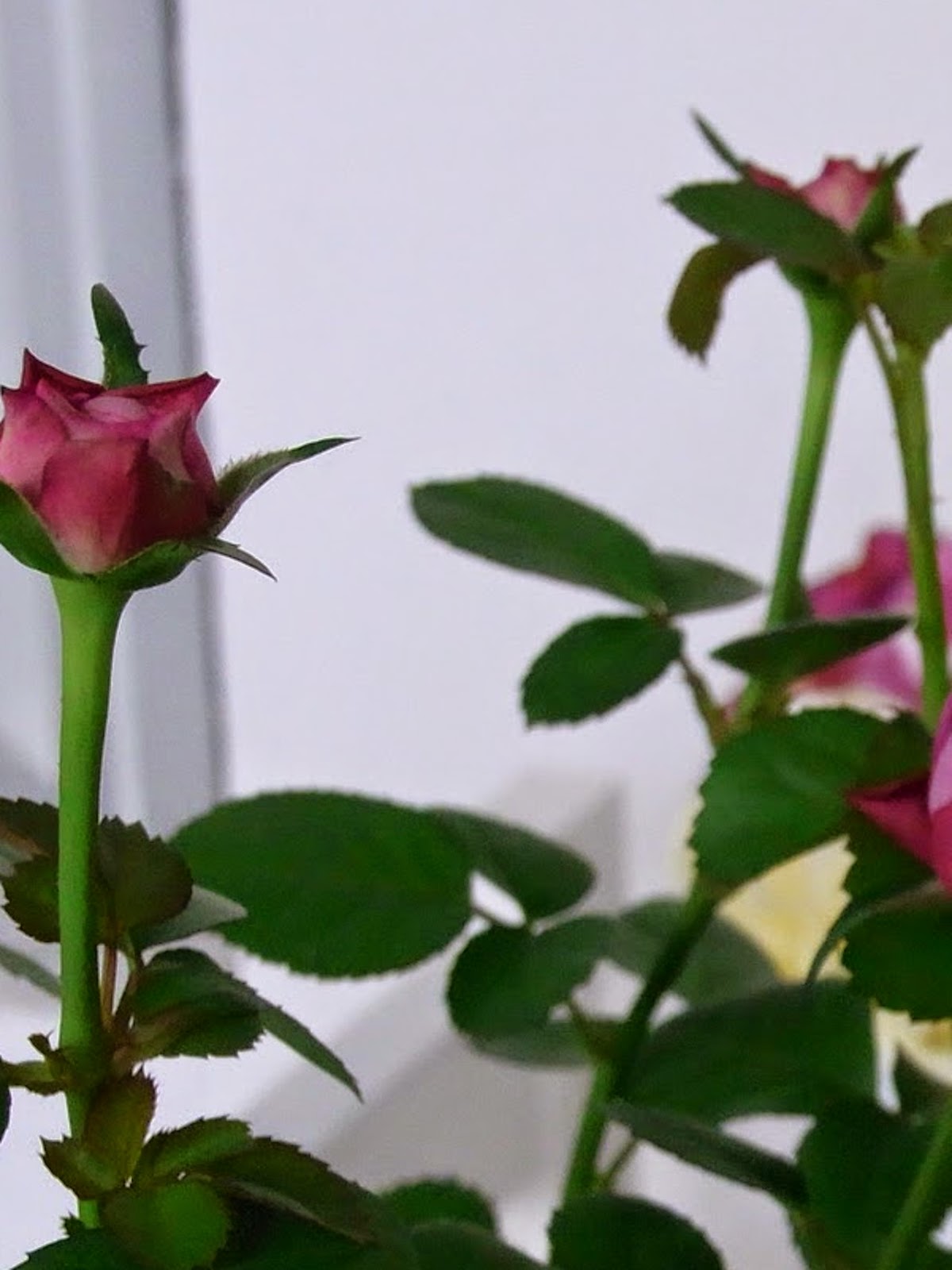 CT: Kemaruk Pokok Bunga Ros