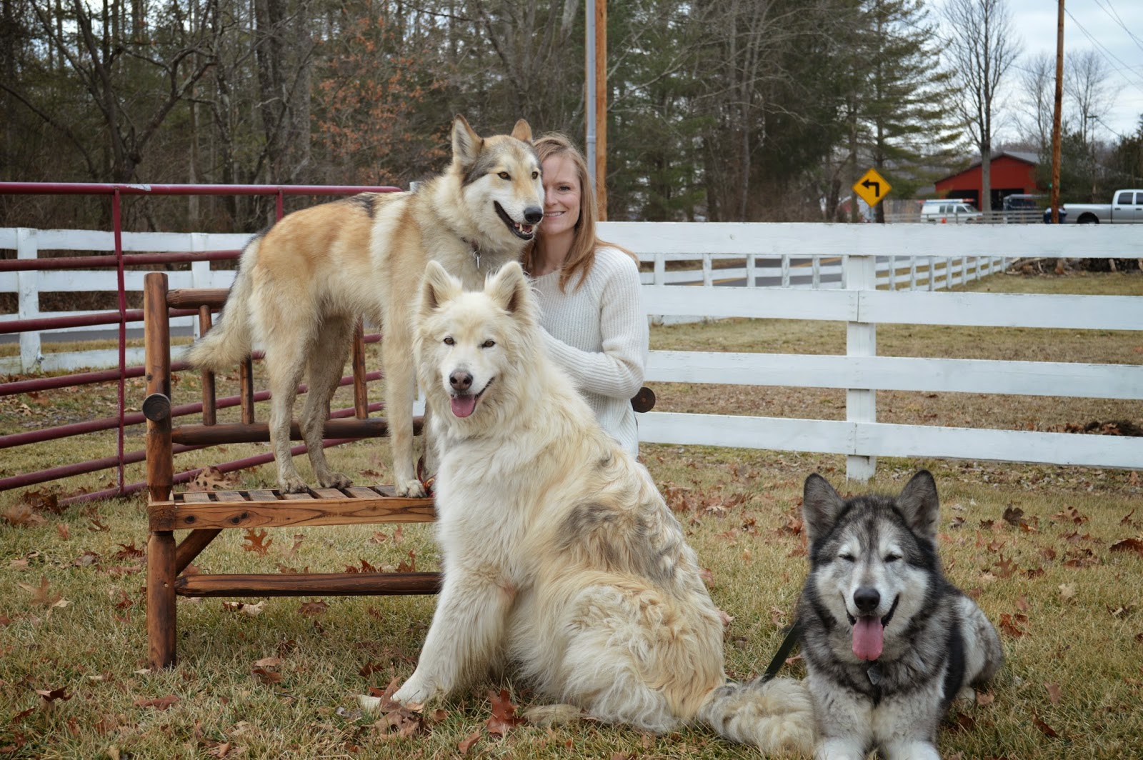 My Rotten Dogs: February 2015