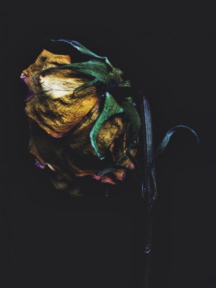Inspirações: Decaying Flowers
