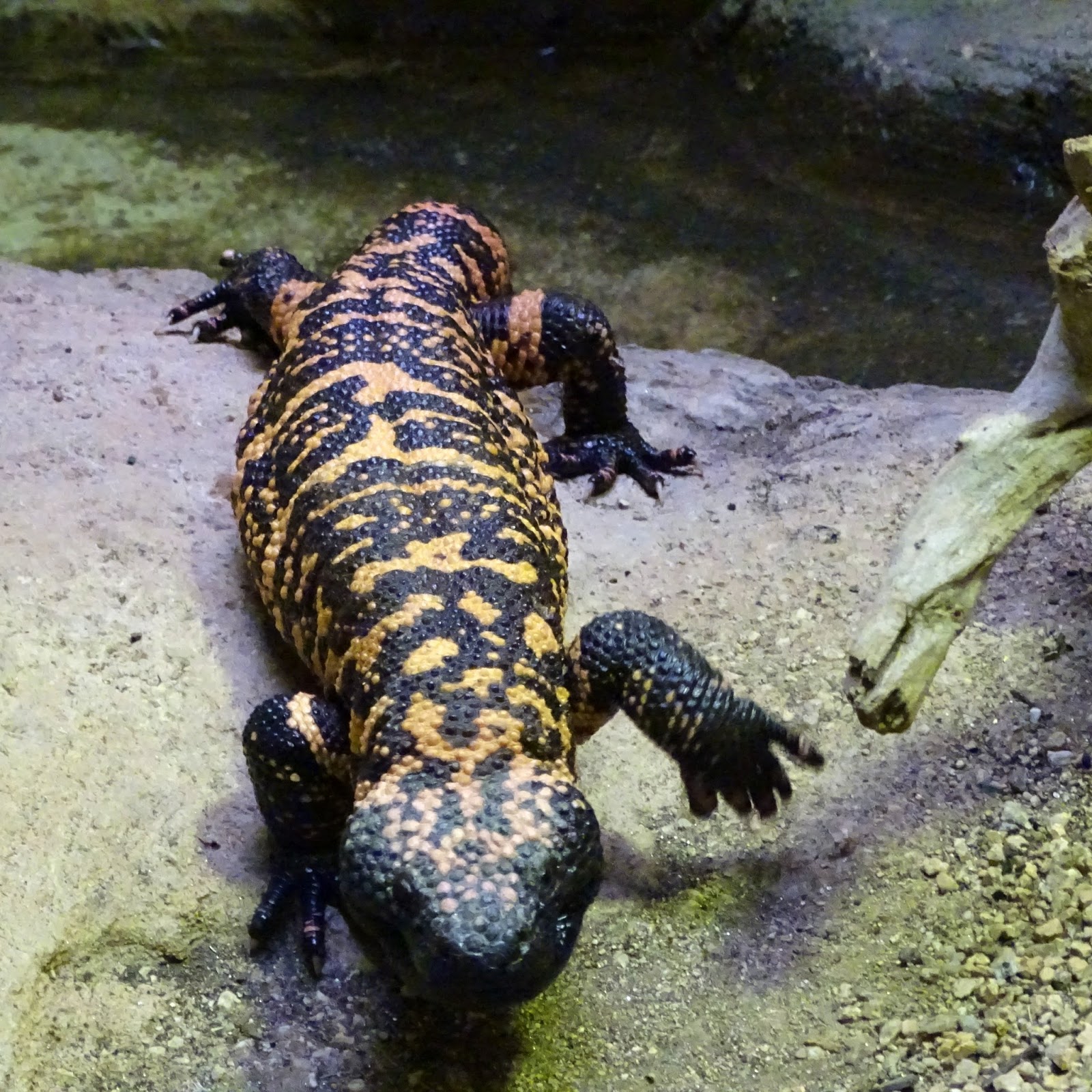 VARANOIDEA: VARANOS Y HELODERMAS