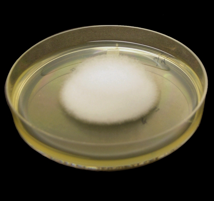 Fun With Microbiology (What's Buggin' You?): Cunninghamella species