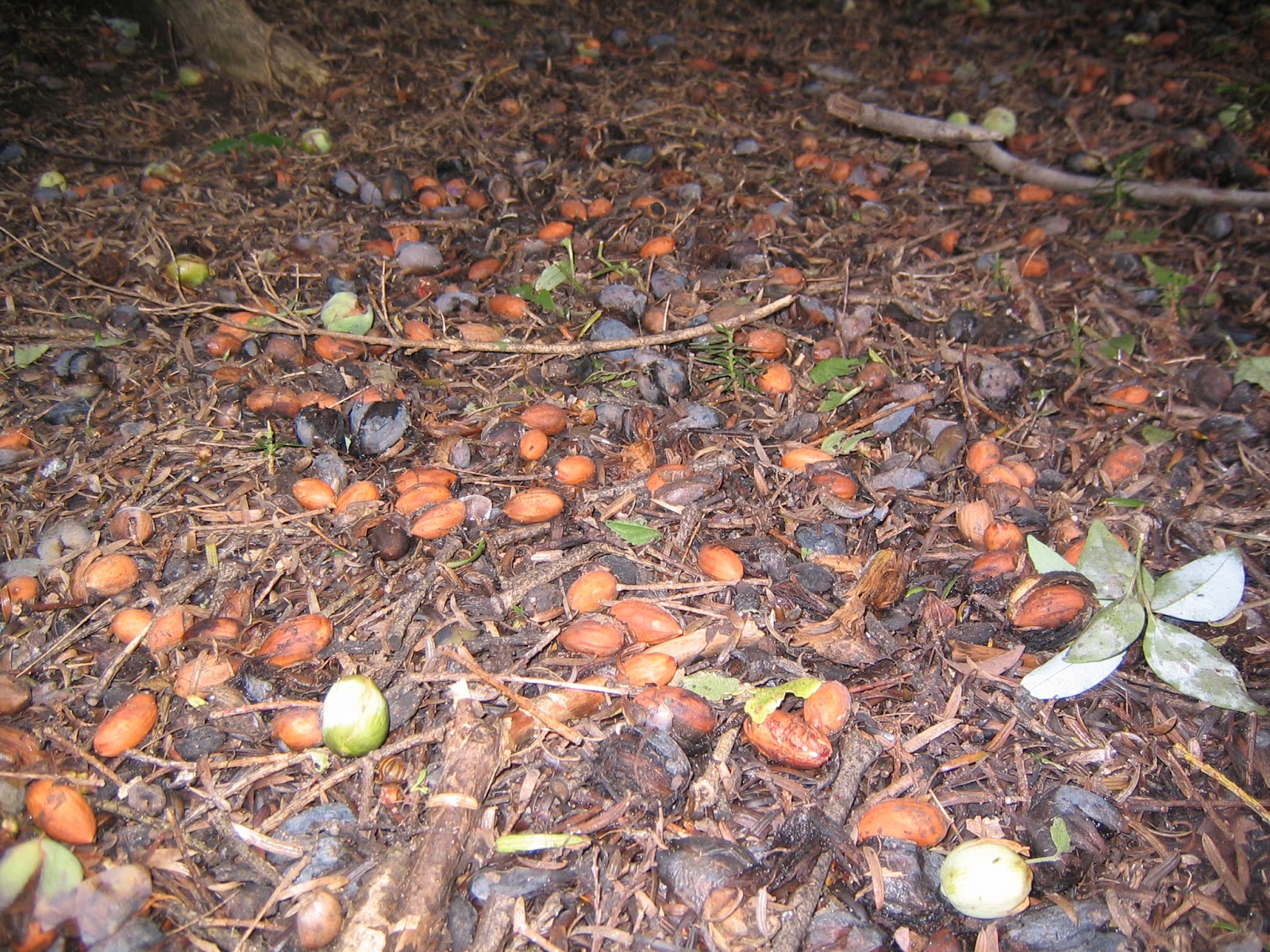 Adventure in Yokohama Citizen Forest: Nutty fall: finding chestnuts and ...