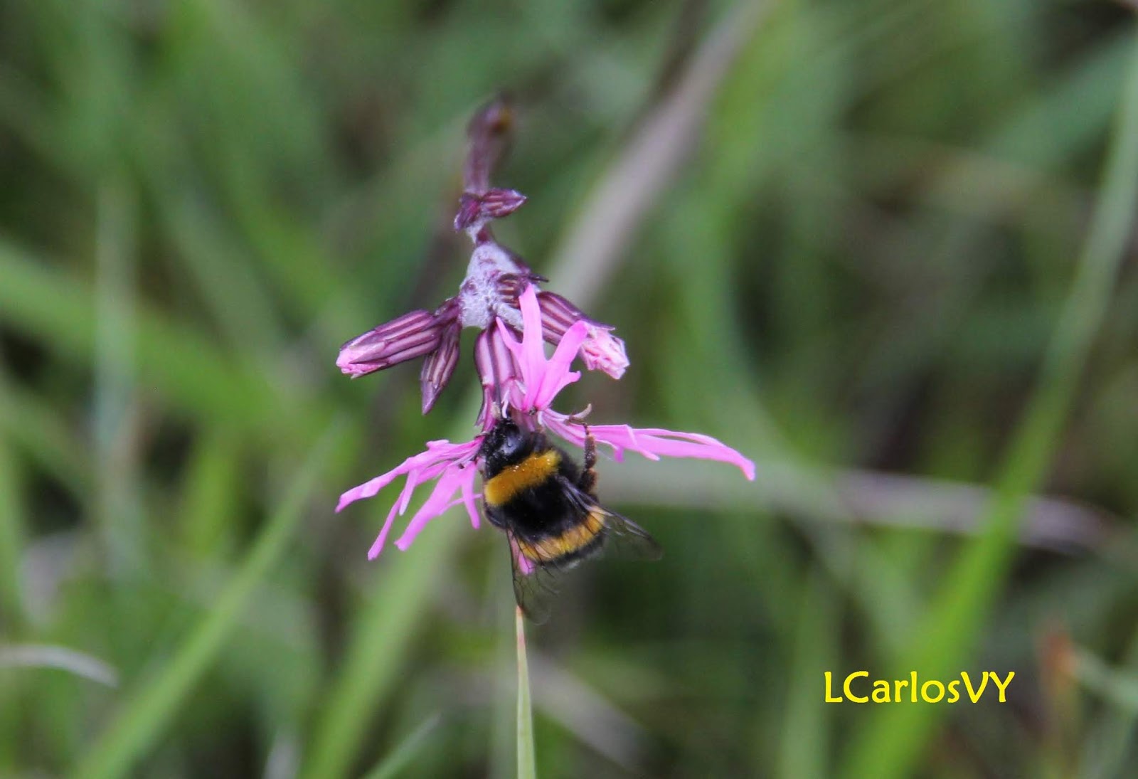 Plantas silvestres de Asturias: Flor del cuco o flor del cuclillo ...