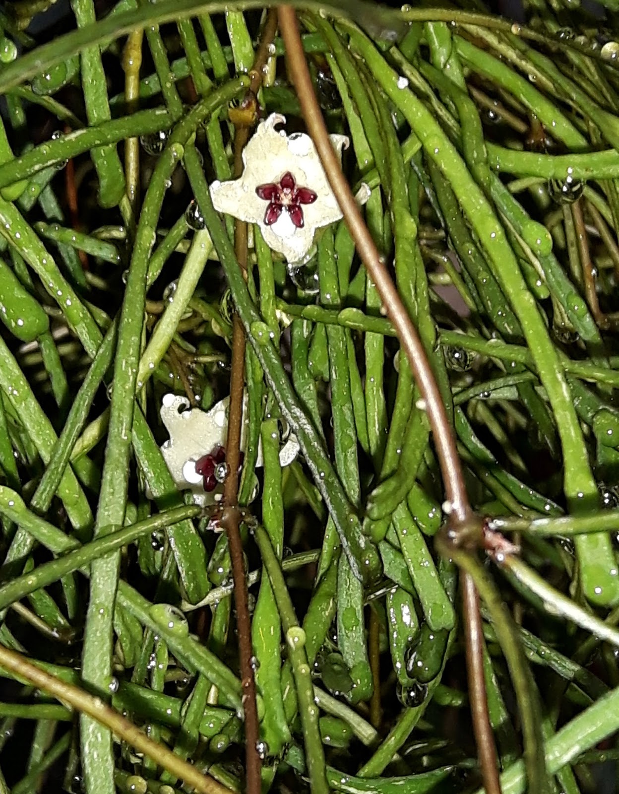 Gerrit's Hoya flowers: Hoya retusa