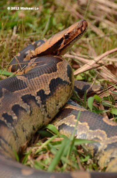 The rainforests of Borneo & Southeast Asia: Borneo short-tailed python ...