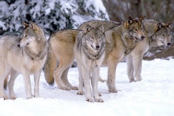 Viitorul incepe azi: Lupul