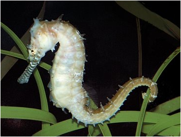 Deniz Atı (Hippocampus hippocampus) - balikciblog