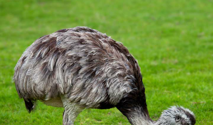 .: GABARITO DA TAREFA: QUAL É O BICHO?