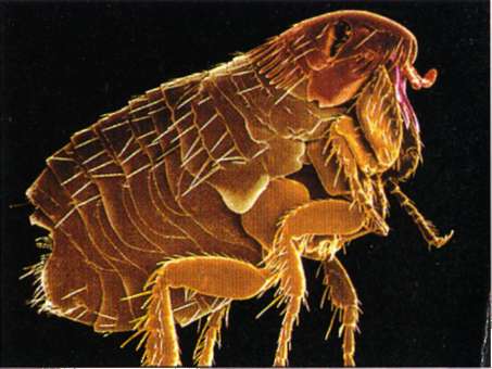 Môj pes Cavalier: Zdravie