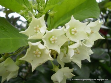 SMK BANDAR PUCHONG JAYA (A): BUNGA KESIDANG
