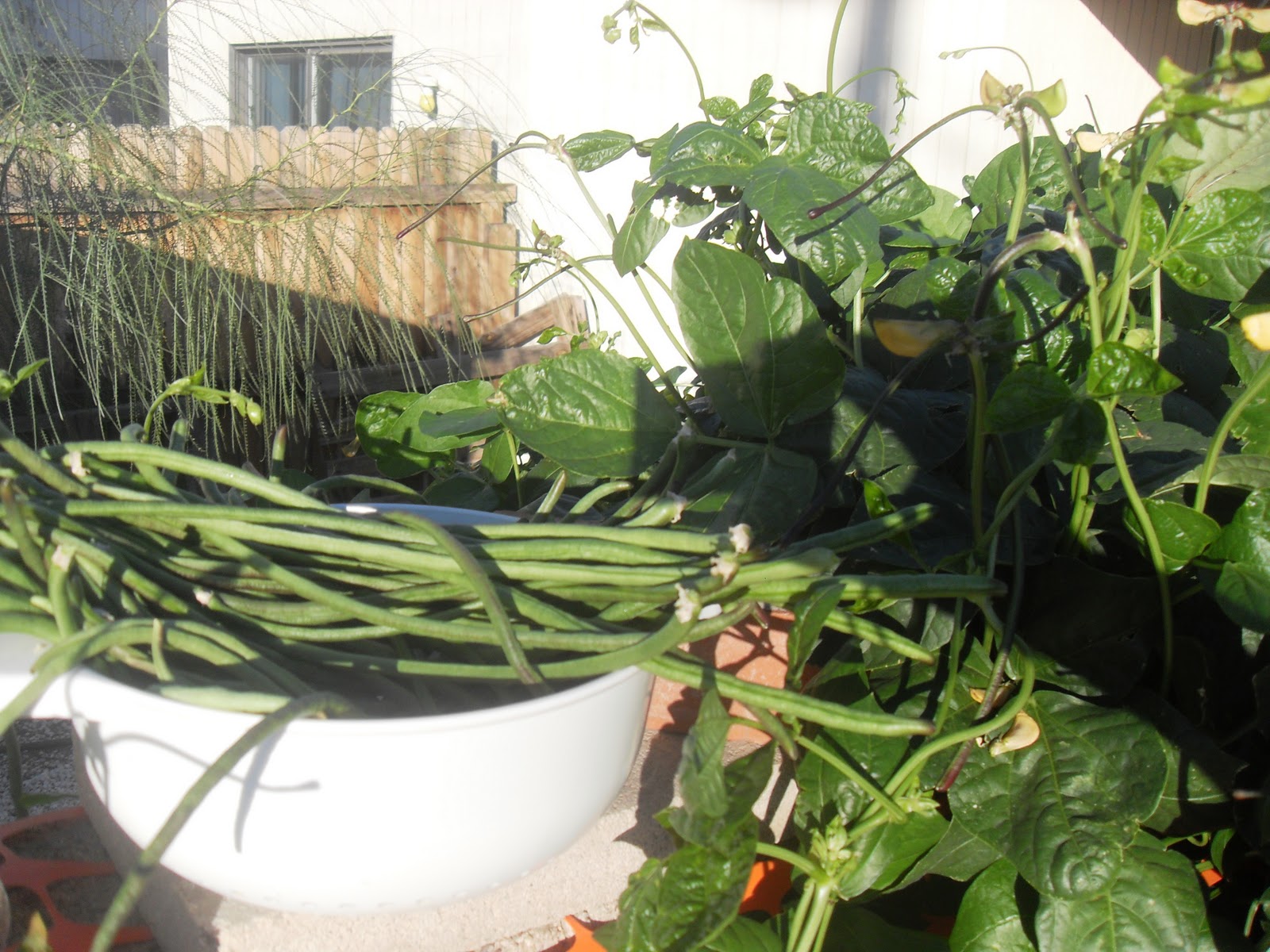 The Scientific Gardener: 12/1/11 - 1/1/12