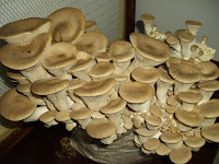 Arta Cultivarii Ciupercilor: Miceliu Italspawn