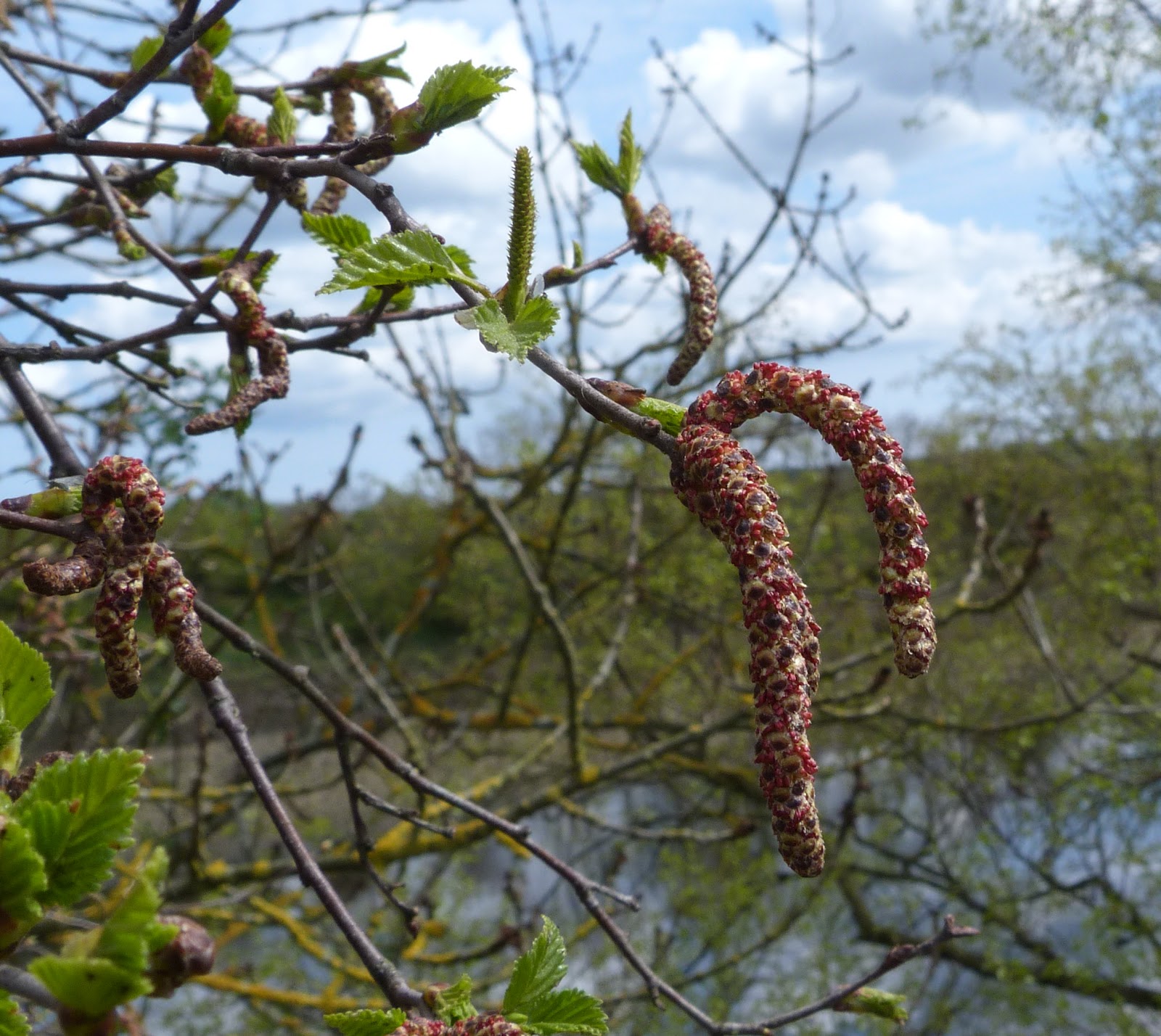 CityBirding: Ryton Willows