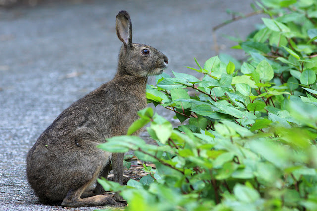 Ayuwat Jearwattanakanok: Japanese Hare