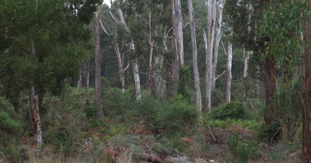 Friends of Drouin's Trees: Drouin's Valuable Remnant Bushland #2
