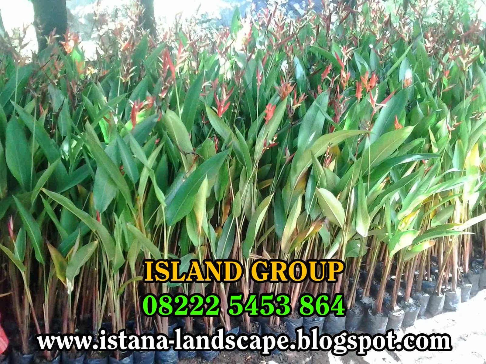 ISLAND GROUP: POHON PISANG - PISANGAN HELICONIA | JUAL TANAMAN HIAS ...