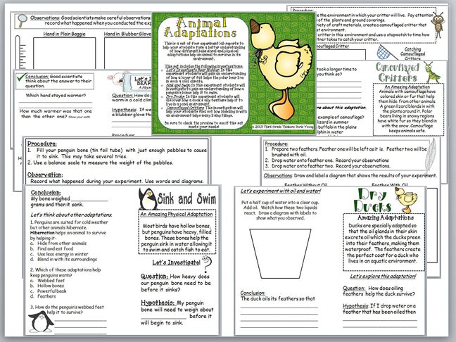Third Grade Thinkers: Animal Adaptations: Engaging Investigations