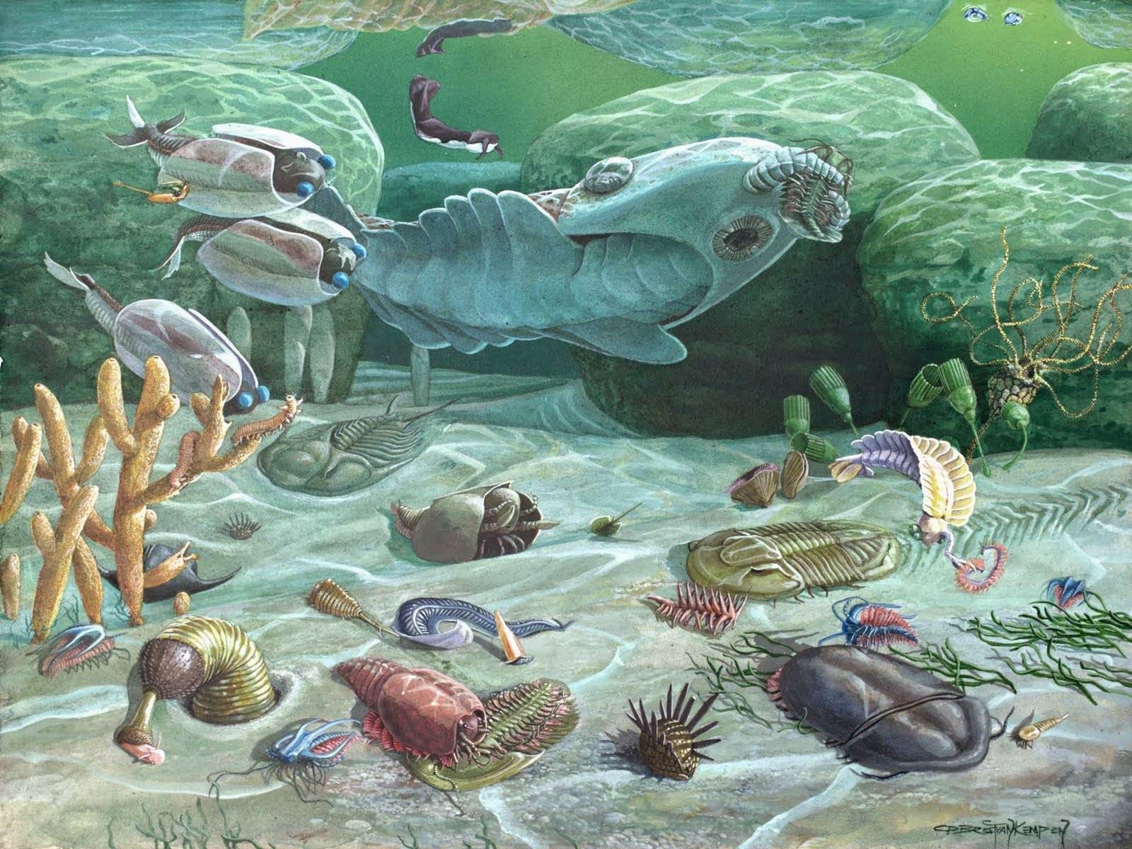 aulabiogeotoni: 1º BACHILLERATO. GALERÍA DE FÓSILES