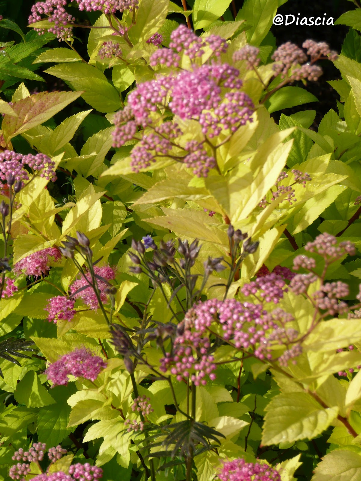 Le jardin de Diascia: SPIRAEA JAPONICA CANDLELIGHT